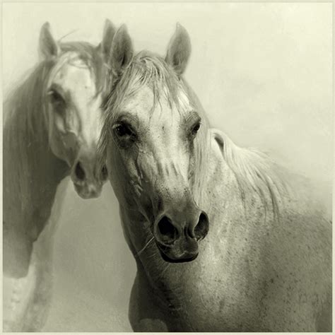 Фотограф Wojtek Kwiatkowski Лошади 60 фото Картины художники фотографы на Nevsepic
