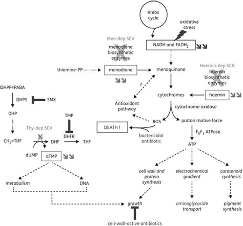 [pdf] The Clinical Significance Of Staphylococcus Aureus Small Colony Variants Semantic Scholar