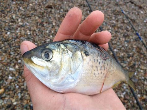 How To Catch Pogies Off Cape Cod For Live Bait Fishing