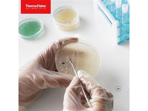 Clostridium Difficile 500g Molchem®
