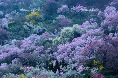 Photolibrary