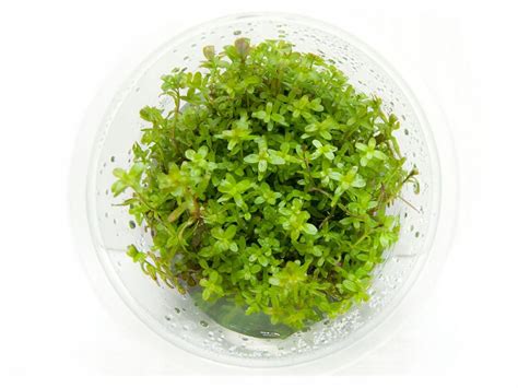 Rotala h'ra in vitro kubek 10cm 11433932329 - Allegro.pl