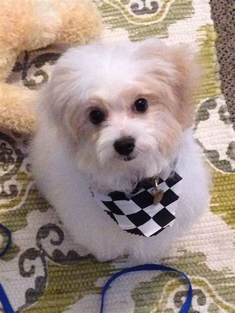 Adorable Cockapoochi Dog With Stuffed Teddy Bear