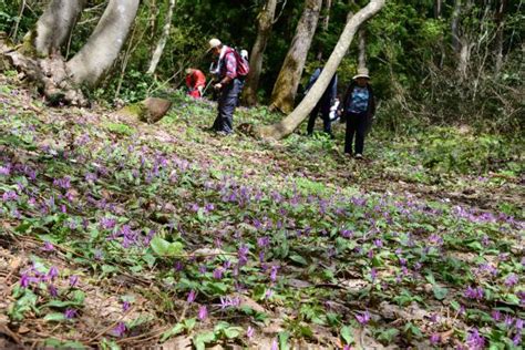 5月6日 ブナの緑と澄んだ空気を楽しむ「高田山ブナの森探索会」／朝日町ホームページ トップページ