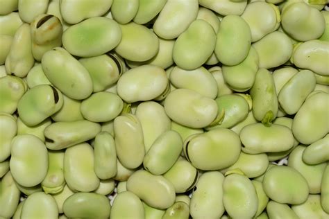 Faba Bean Seeds For Crop Rotation Benefits