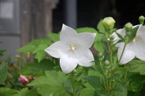 連日の雨でも花が咲いていた よしろう農園