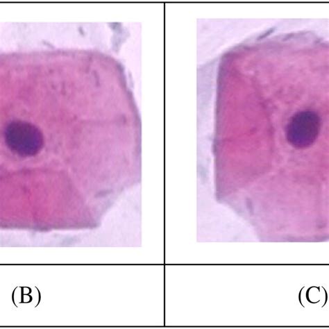image augmentation with respect to rotation a 0° rotation original