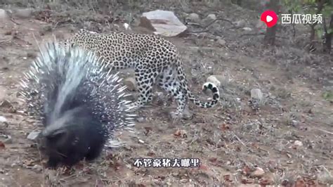 花豹捕猎豪猪，却迟迟不敢下口，急的豪猪主动送到嘴边 Youtube