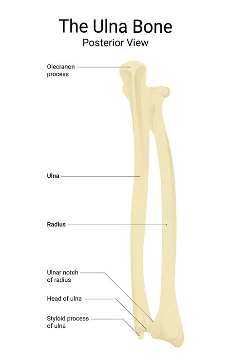 Premium Vector The Ulna Bone Posterior View