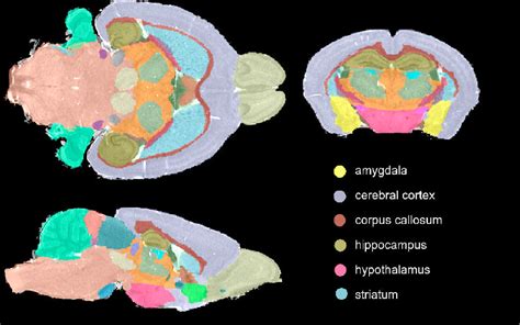 Mouse Brain Schematic Multimodal Characterization In Mouse V