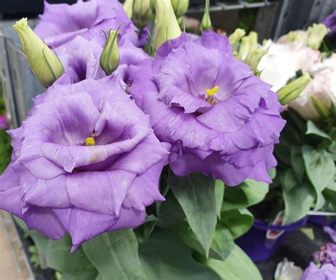 How To Grow Lisianthus Advice From A Professional Gardener Homes And