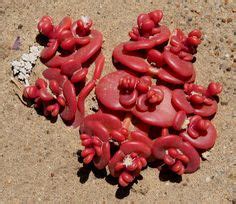 Images About Suculentas On Pinterest Succulents Succulents Garden And Succulent