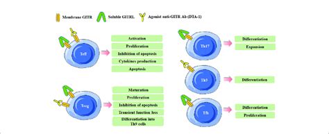 Effects Of Glucocorticoid Induced Tnfr Related Protein Gitr