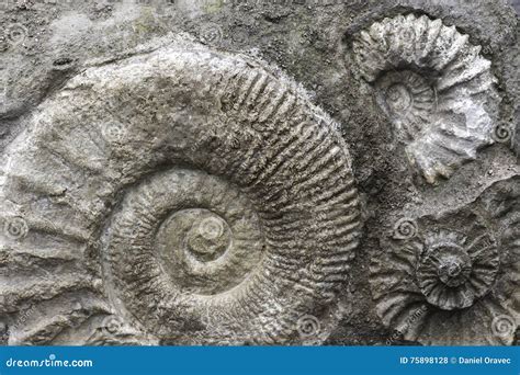 Fossil Background In Black White Texture Excavation Backdrop Royalty