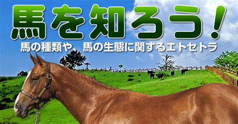 種牡馬と繁殖牝馬 馬を知ろう！