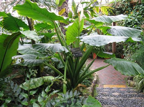 How Is The Elephant Ear Flower Global Gardening Secrets