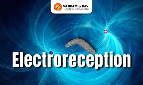 Electroreception Meaning Key Findings Latest News