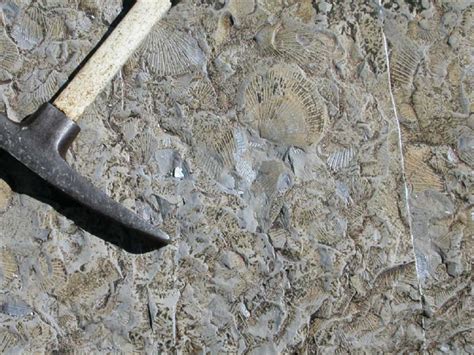 Bedding Surface Exposure Showing Typical Abundant Accumulation Of Download Scientific Diagram