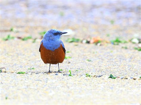 KEIの鳥撮り イソヒヨドリ