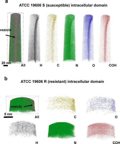 3d Ion Species Maps From The Apt Reconstructions Of A Intracellular