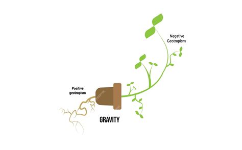 Premium Vector Scientific Designing Of Geotropism Gravitropism Process