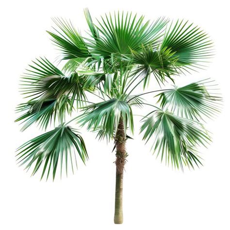 Lush Palm Tree Psd High Quality Free Psd Templates For Download