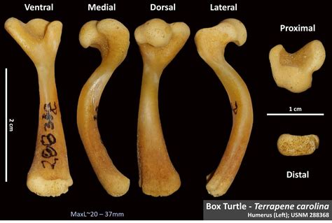 Common Box Turtle Humerus Osteoid Bone Identification