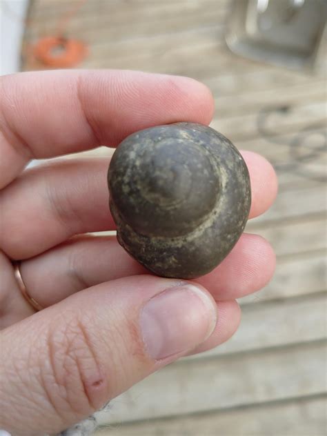 Is This A Snail Fossil Rfossilid