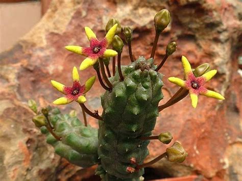 Cactusforumnl Timeline Photos Cactus Y Suculentas Suculentas