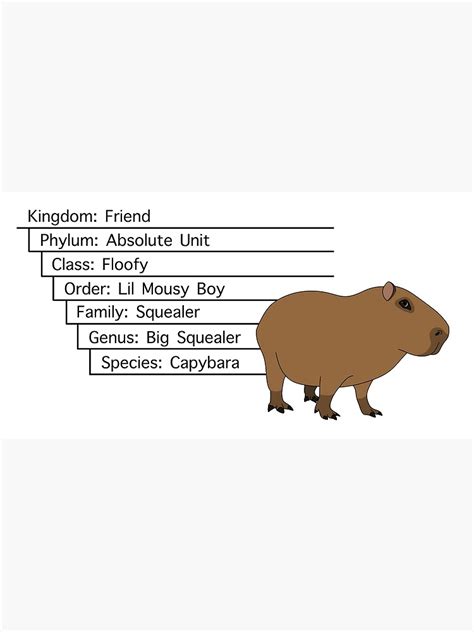 Capybara Classification Poster For Sale By Poetatoes Redbubble