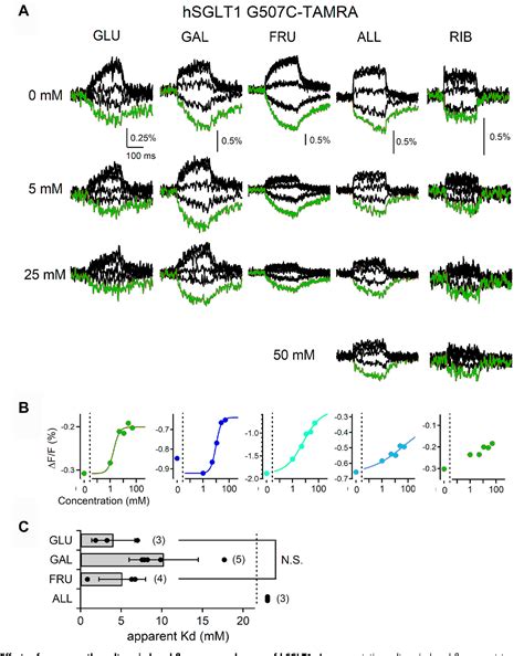 Figure 1 From Sugar Binding Of Sodium Glucose Cotransporters Analyzed By Voltage Clamp