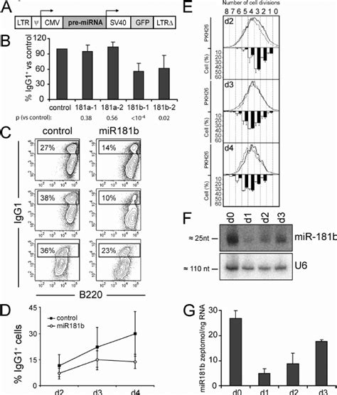 Mir 181b Expression Reduces Csr Effi Ciency A Representation Of The
