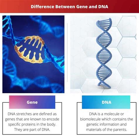 Is A Gene Bigger Than A Chromosome At Jake Congreve Blog