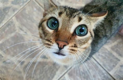 Veterinário lista os benefícios que ter um gato traz para a vida das
