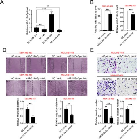 Mir 518a 3p Suppresses Cell Migration And Invasion Of Tnbc A