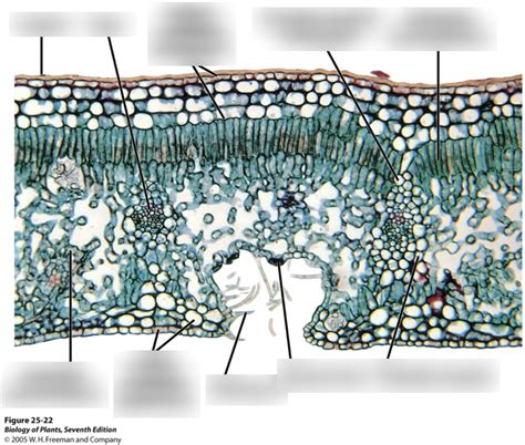 Xerophyte Leaf Diagram Quizlet