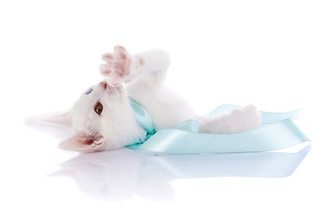 화이트 고양이 새끼 다중 채색기법 아이즈 과도함 흰색 배경 위 0명에 대한 스톡 사진 및 기타 이미지 0명 가축 갈고리