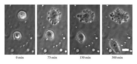 Attachment Of Cho Cells A Time Lapse Phase Contrast Microcopy Of A Download Scientific