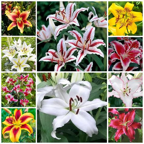 Pachet Promoțional 50 Crini Mix Eleganță în Grădina Ta