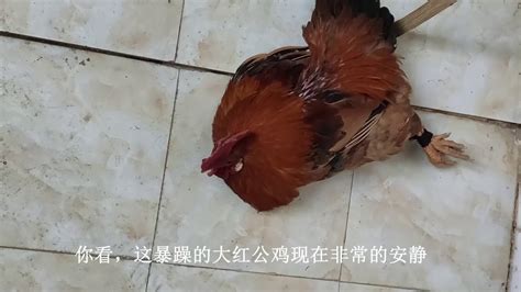神秘而古老的定鸡术，念完咒语鸡就不动了，这是什么原理 Youtube
