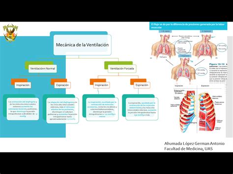 Blog De FisiologÍa MÉdica Uas De GermÁn Ahumada Mecánica De La Respiracion