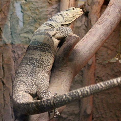 Grays Monitor
