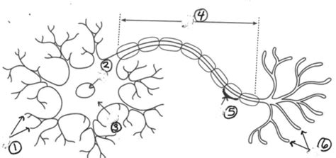 Neuron Flashcards Quizlet
