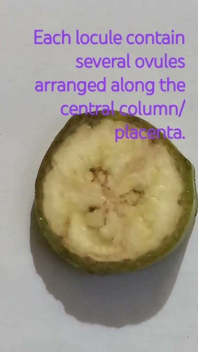 Axile Placentation Of Banana Plantain Multilocular Fruit Fruit