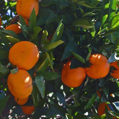 Satsuma Arctic Frost Southern Scapes Nursery