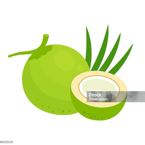 녹색 젊은 코코넛 전체와 껍질을 벗기고 투명한 배경에 고립되어 있습니다 코코넛 Nucifera 과일 아이콘입니다 플랫 스타일의 열대 이국적인 과일의 벡터 그림 건강한