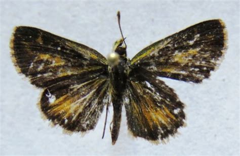 Virga Xantho · Naturalista Mexico