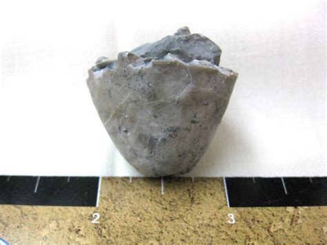 Indiana Waldron Shale Crinoid Calyx 4 Fossils For Sale