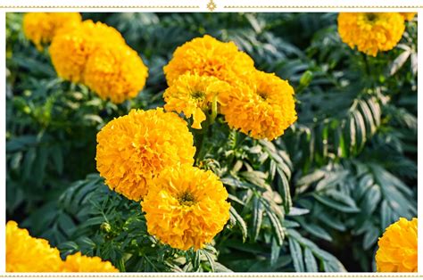 15 Mexican Flowers Symbolism And Where To Find Them Proflowers Blog