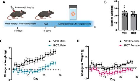 Sex Specific Effects Of Environmental Toxin‐derived Alpha Synuclein On Enteric Neuronal